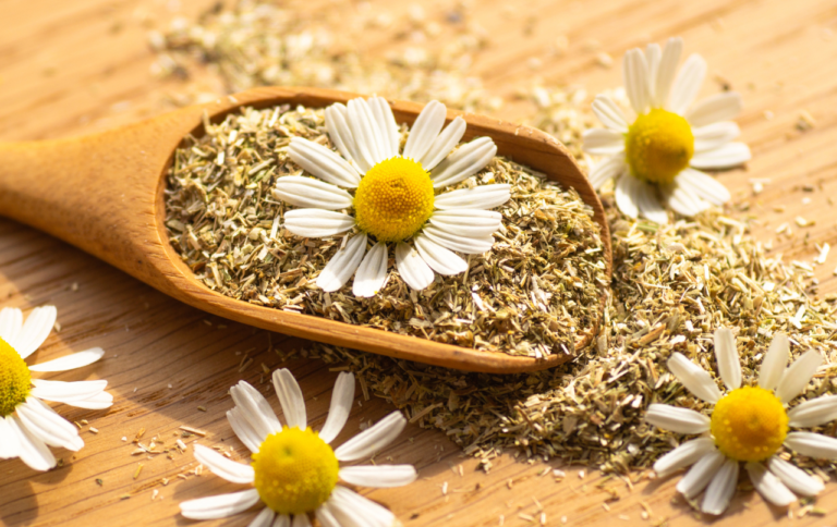 Chamomile: Nature’s Secret for Well-being and Relaxation - SN NATURAL