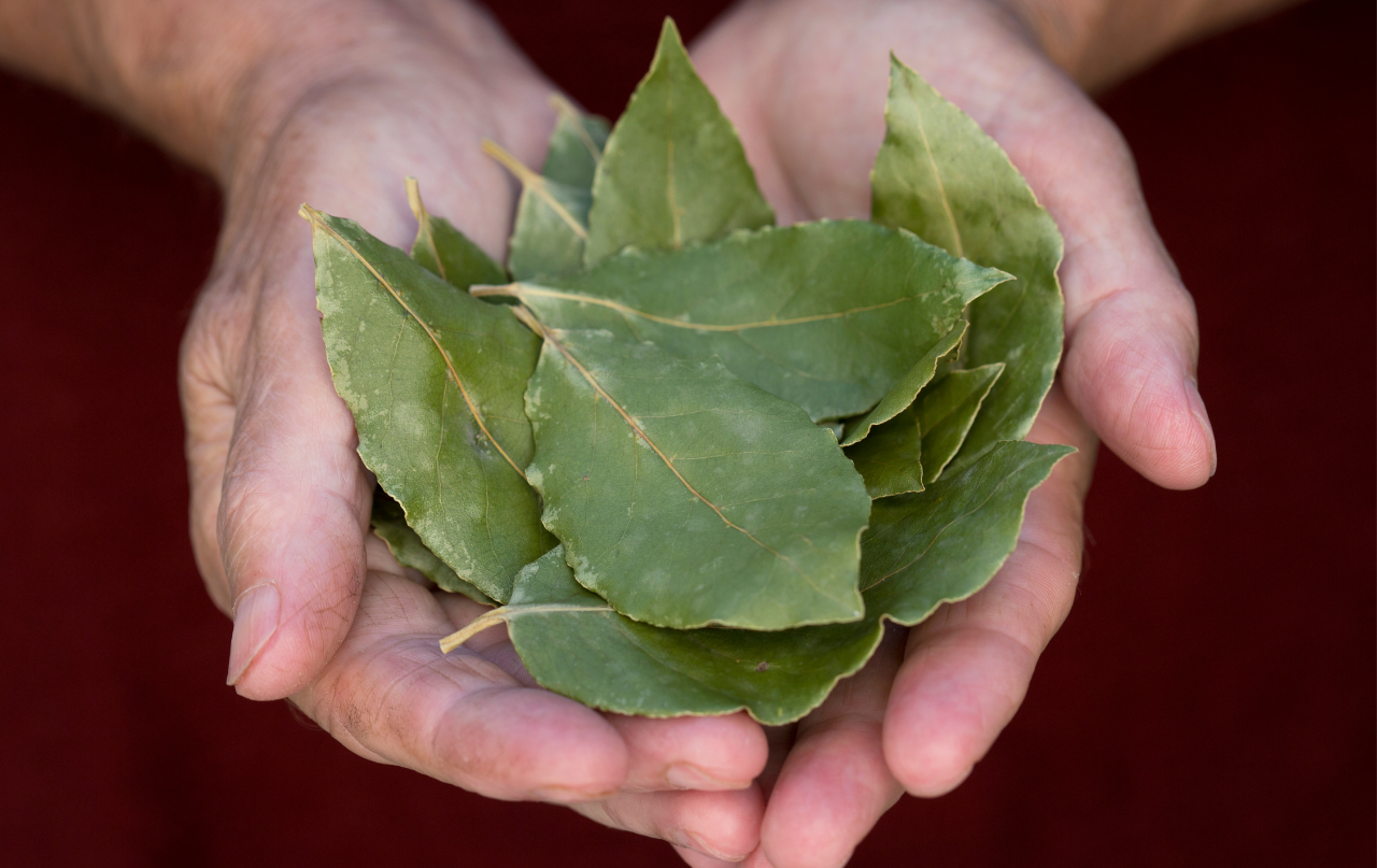 How Bay Leaves Can Improve Your Health and Well-being - SN NATURAL